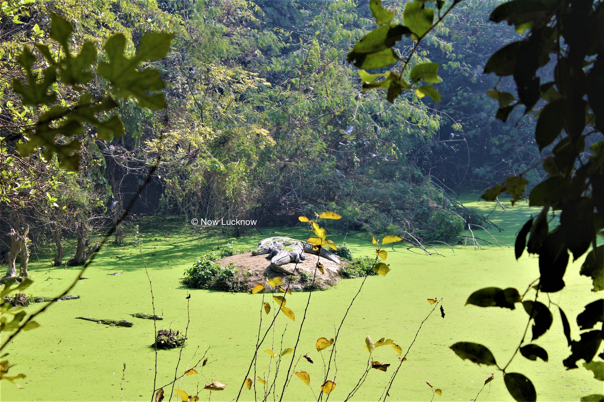 WHY YOU NEED TO VISIT THE KUKRAIL RESERVE FOREST – Now Lucknow