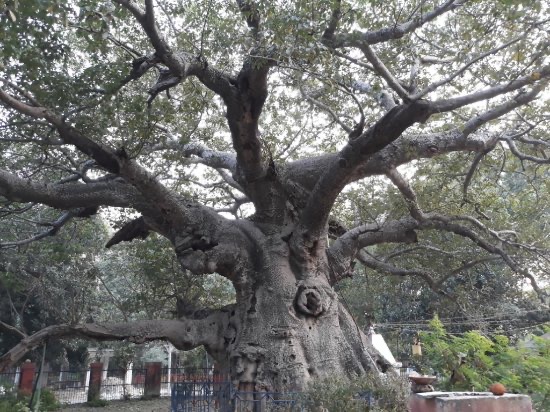 THE PARIJAAT TREE: ONE OF THE OLDEST LIVING TREES IN THE WORLD, JUST 1 ...